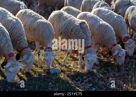 Herd of sheep grazing near Pic Saint Loup. Cazevieille, Occitanie ...