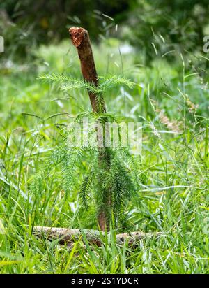 Parana Pine trees (Araucaria angustifolia) at Ronda Municipal Park in ...