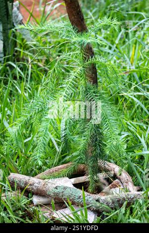 Small seedling of Paraná pine araucaria angustifolia Stock Photo - Alamy