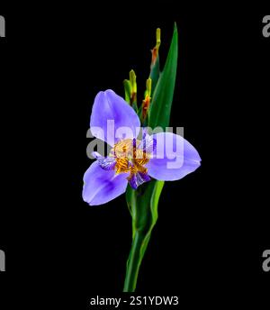 Beautiful iris flower also known as florence lily, isolated in ...
