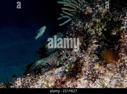 Puddingwife Wrasse (Halichoeres radiatus Stock Photo - Alamy