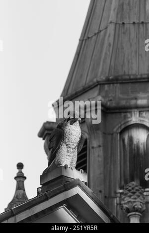 State of a falcon on the roof of Falcon House, 60 Lombard St, London ...