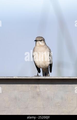 Northern Mockingbird on the alert Stock Photo - Alamy