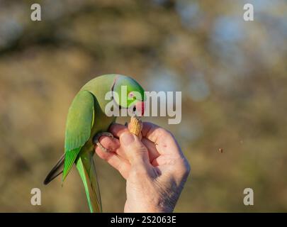Close-up of a Feral parakeet (Psittacula krameri) being handfed a ...