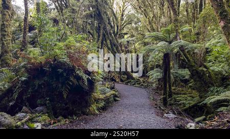 The Native bush walking track at Franz Josef Glacier Stock Photo - Alamy