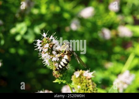 Four-banded stink bug hunter wasp visiting spearmint Stock Photo - Alamy