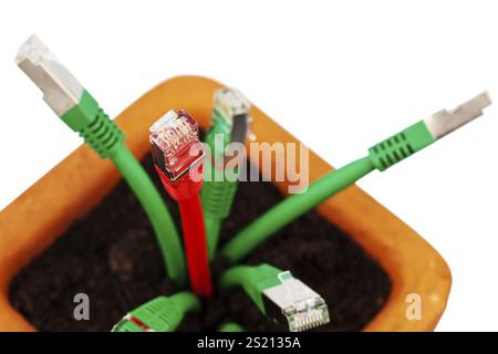 Various network cables in a flower pot. Symbolising broadband and ...