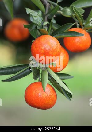 Plantation of tangerines in Turkey Stock Photo - Alamy