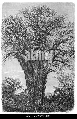 A Baobab tree in Mohéli, Comoros, representing the region's natural ...