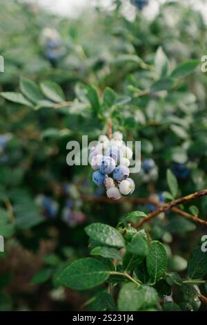 Fruit farm with blueberry cluster with dew Stock Photo - Alamy