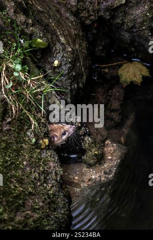 Brown rat (Rattus norvegicus) emerging from its burrow in a garden ...