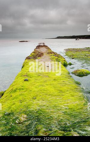 Jetty with seaweed at Moelfre, Anglesey, North Wales Stock Photo - Alamy