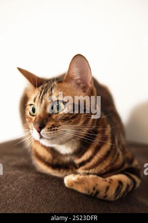 Majestic domestic striped cat resting comfortably indoors by a window ...