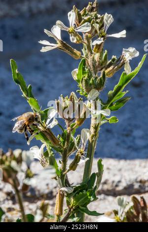 Common Digger Bees (Anthophora Stock Photo - Alamy