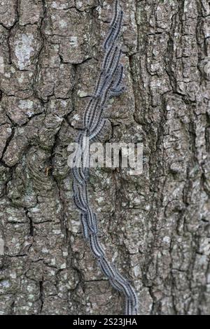 oak processionary moth on a tree Stock Photo - Alamy
