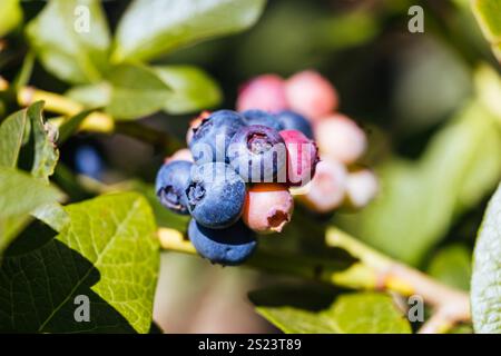Organic blueberries ripening on a hot summer's day in Stanley, Victoria ...
