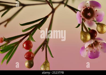 Detail macro of flowers of a wax plant in sunshine Stock Photo - Alamy
