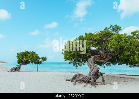 The 'Fofoti Trees', an iconic attraction on Eagle Beach, in the west of ...