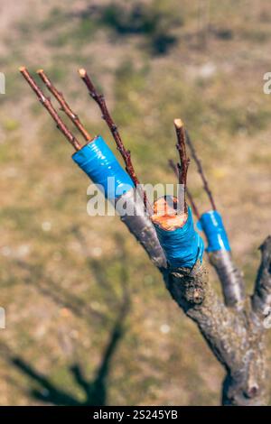 Grafted apricot tree onto plum using the cleft method. Scion and ...