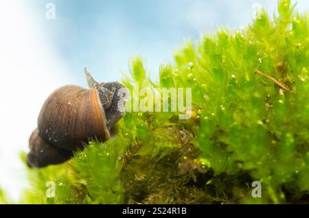 Pond snail (Stagnicola palustris Stock Photo - Alamy