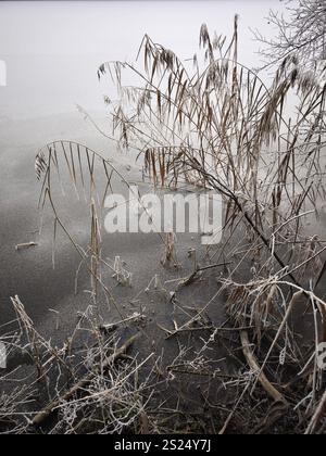 Frozen reeds emerging from icy water of pond in prague, czechia Nature ...