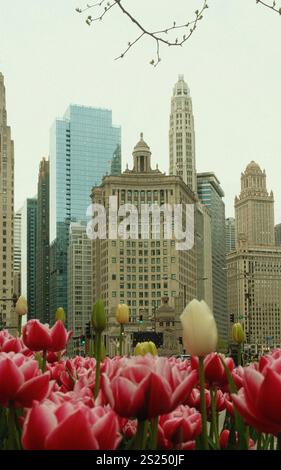 Bright Tulips in Downtown Chicago Stock Photo - Alamy