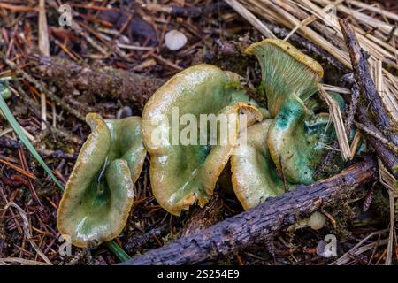 Green Gillgobbler, Hypomyces luteovirens, parasitic on Russula spp ...
