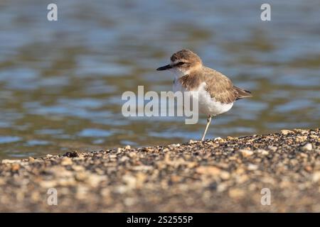 Javan Plover, Sampiran river mouth, Northern Sulawesi, Indonesia ...
