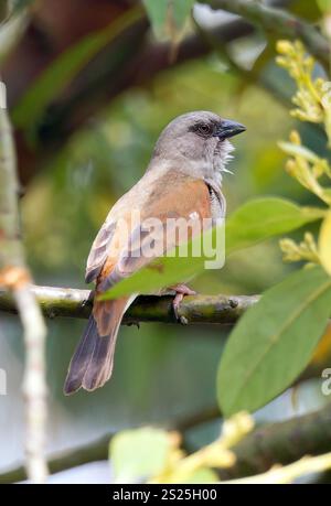 Northern grey-headed sparrow, Graukopfsperling, Moineau gris, Passer ...