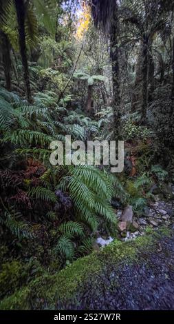Walking the track around Lake Matheson, Fox Glacier West Coast NZ Stock ...