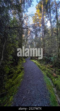 Walking the track around Lake Matheson, Fox Glacier West Coast NZ Stock ...