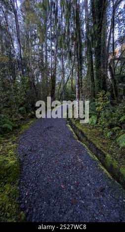 Walking the track around Lake Matheson, Fox Glacier West Coast NZ Stock ...
