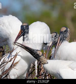 Wood Stork (Mycteria americana). Rookery at Wakodahatchee Wetlands ...