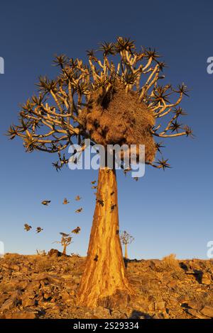 Weavers (Ploceidae), birds nest, Namibia Stock Photo - Alamy