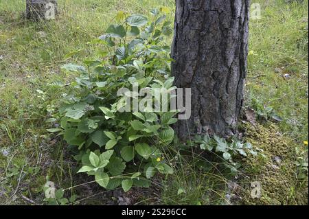 Newly sprouting rowan trees (Sorbus aria) next to pines (Pinus ...