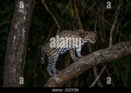 Ocelot climbing along a thick tree trunk in the Pantanal Stock Photo ...