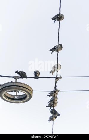 Birds on power line, surveillance camera Austria Stock Photo - Alamy