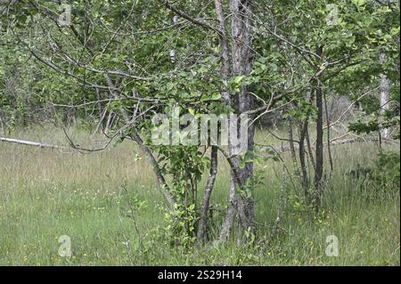 Newly sprouting rowan trees (Sorbus aria) next to pines (Pinus ...