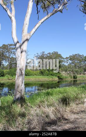 Creek of water, grass, trees at Police Creek in Gladstone, Queensland ...