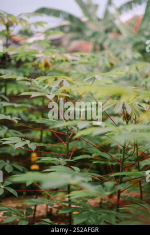 Young cassava tree with vibrant green leaves growing in a rural ...