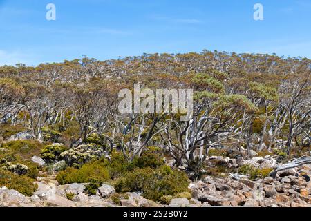 Alpine forest among dolerite boulders at summit of Mount Wellington ...