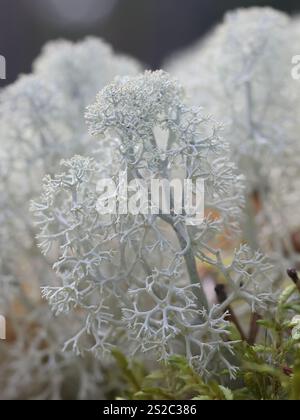 Cladonia stellaris, commonly known as Star-tipped Reindeer Lichen, food ...