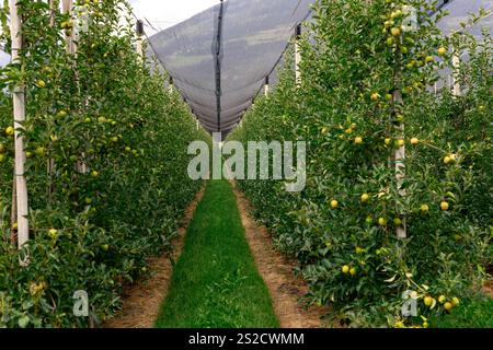 Industrial apple orchards with neatly arranged trees, showcasing large ...