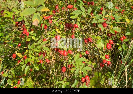 Hagebutte der Hundsrose Rosa canina *** Rosehip of the dog rose Rosa ...