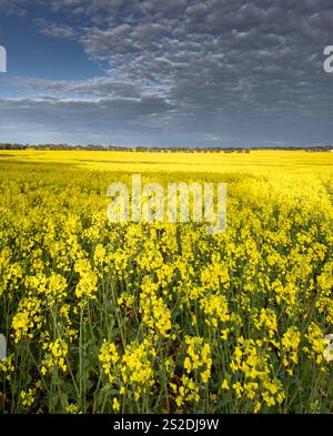Close-up photo of canola, rapeseed flower row blooming at crops field ...