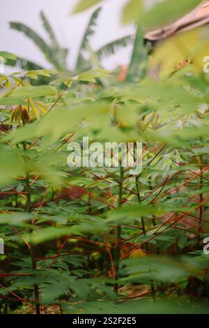 Young cassava tree with vibrant green leaves growing in a rural ...