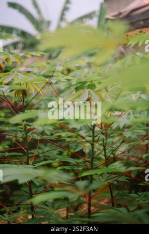 Young cassava tree with vibrant green leaves growing in a rural ...