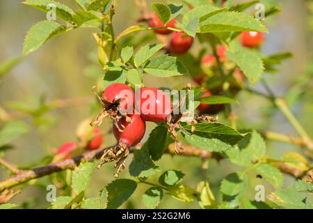 Hagebutte der Hundsrose Rosa canina *** Rosehip of the dog rose Rosa ...