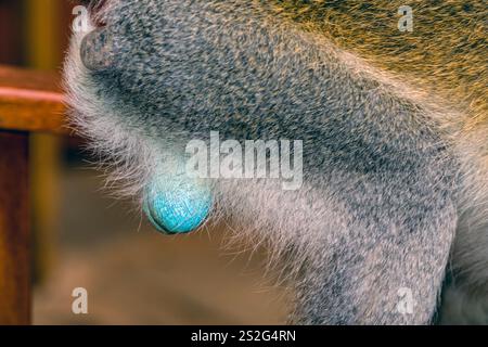 Shining blue testicles of the vervet monkey (Chlorocebus pygerythrus ...