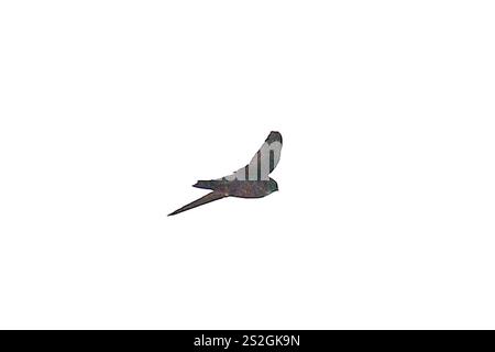 Dark Swiftlets (Aerodramus Stock Photo - Alamy